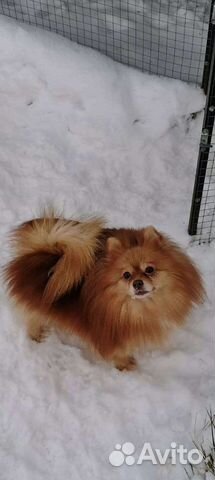 Ярко рыжая красотка