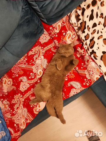 Кошка шотландская чистокровная дар