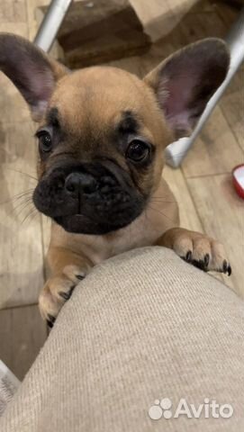 Щенок французский бульдог