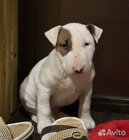 Стандартный бультерьер мальчик