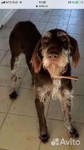 Дратхаар найден Найдена собака