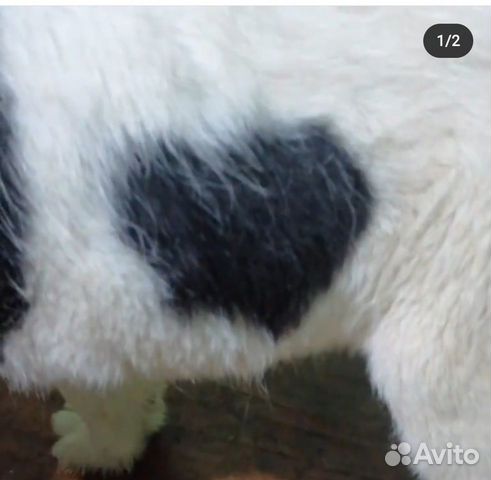 Чудо-щенуля с пятном в виде сердечка