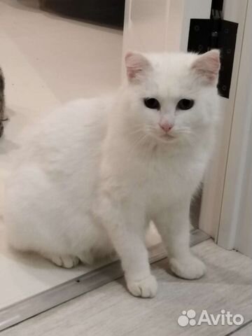 Кошка в дар