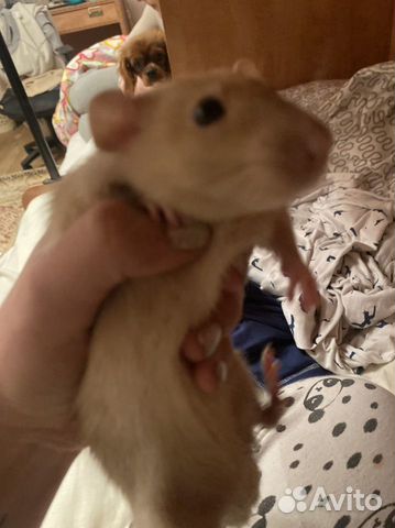 Крыса мальчик дамбо бесплатно