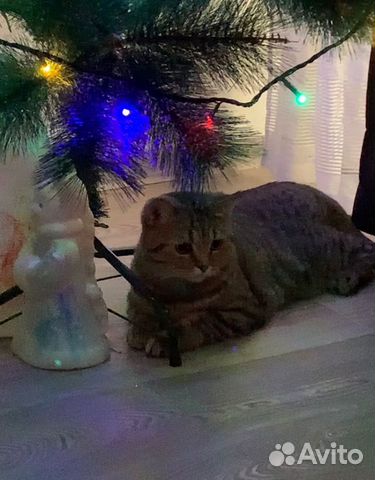 Кошки