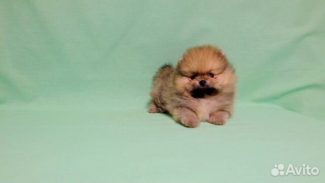 Помчик реально мини