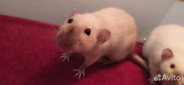 Крысы дамбо сиамские в добрые руки