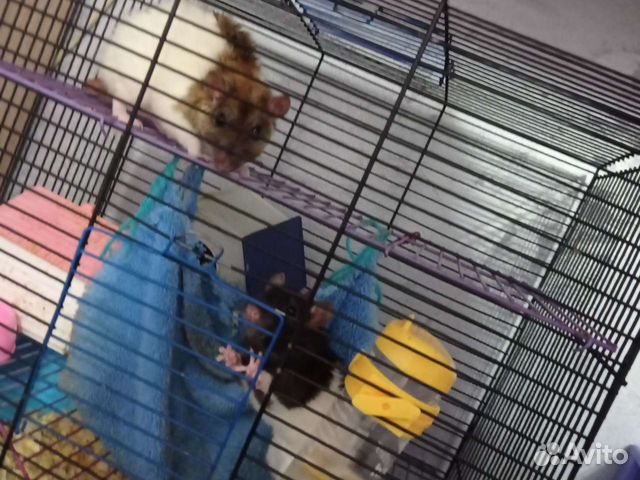 Крыски дамбо с клеткой