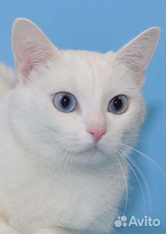 Белая кошка