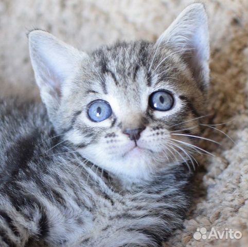 Котик Тигр символ наступающего года