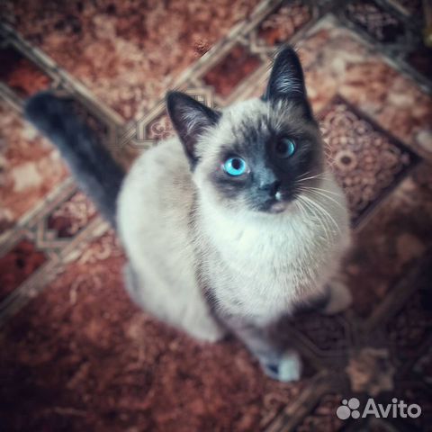 Сиамский кот