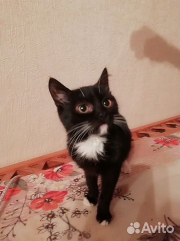 Два черных котеночка