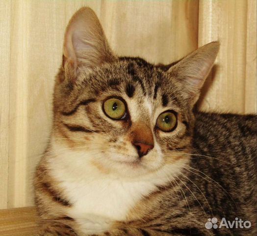 Кошечка в добрые руки