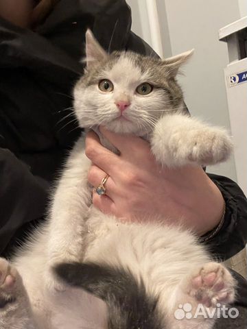 Котята в добрые руки даром бесплатно