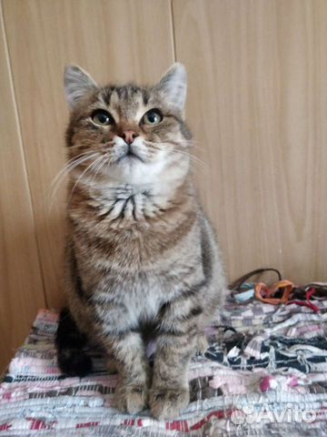 Котик Кубик ищет дом