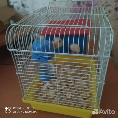 Крысы с клеткой