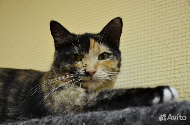 Кошка бывшедомашняя