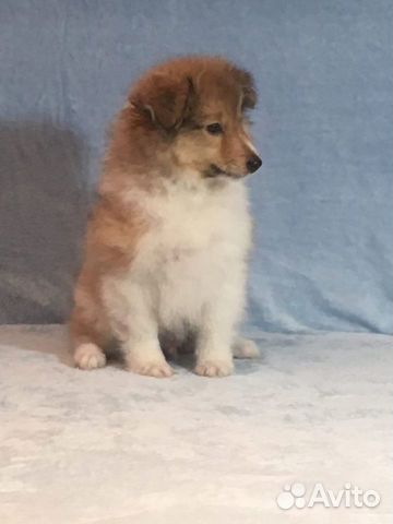 Продаётся щенок шелти