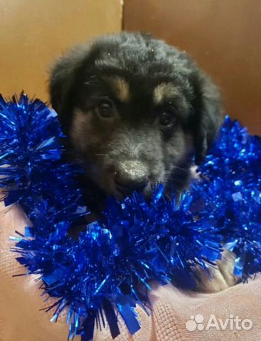 Маленький пушистик