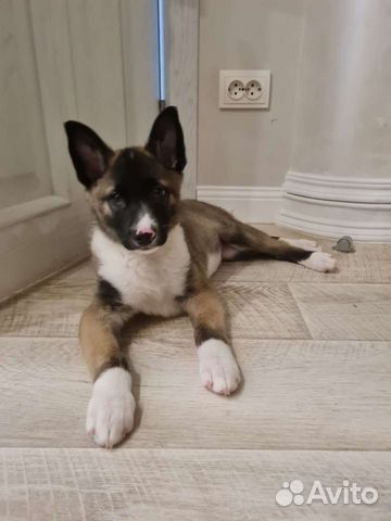 Щенок мальчик Тор