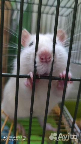 Декоративная крыса