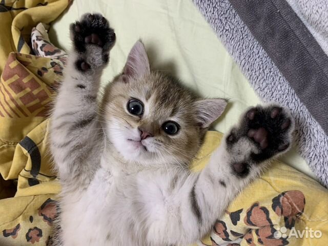 Котенок британская золотая шиншилла