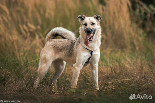 Спасите Собаку из зимнего ада
