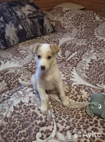 Щенок Пончик 1,5 мес