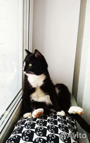 Самый лучший котик на свете о