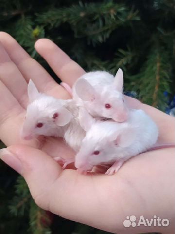 Мыши сатиновые