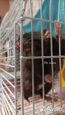 Отдам крыску по кличке Флоки