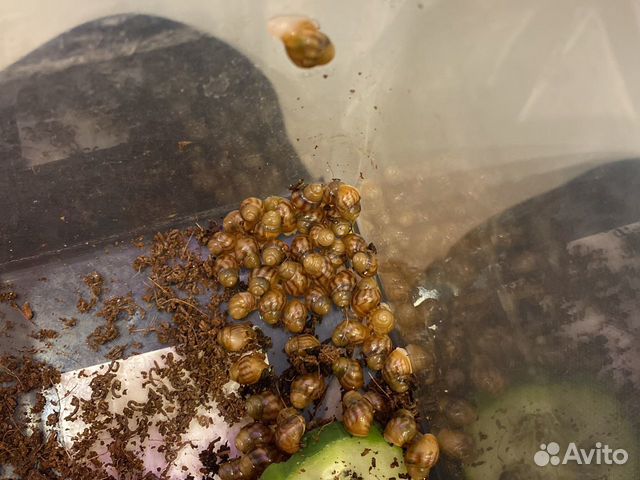 Улитки Ахатины