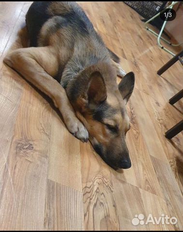 Метис овчарки