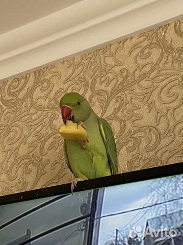 Ожереловый попугай