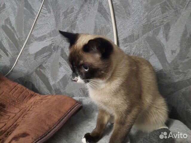 Голандский королевский кот,очень милый хорошый лас