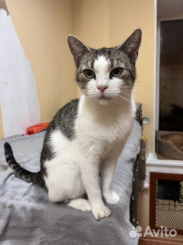 Ласковая зеленоглазая Мила очень ищет доьрые руки