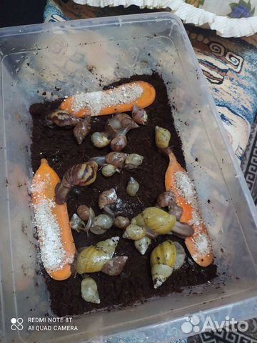 Улитки ахатины