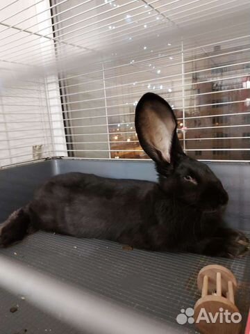 Кролик мясной фландр