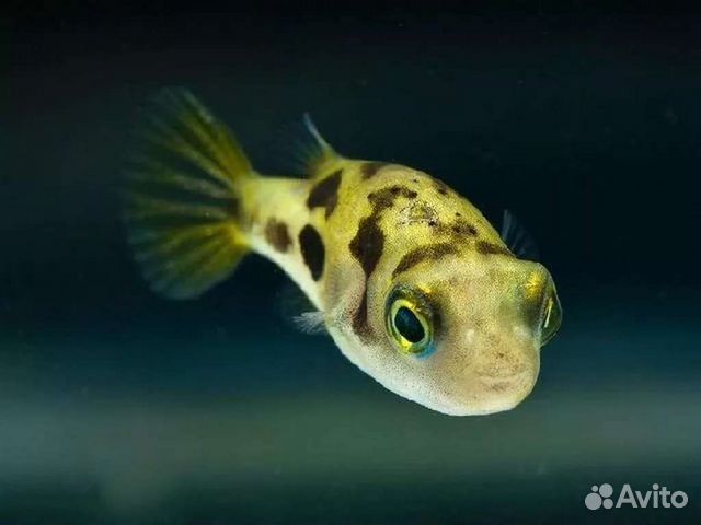 Тетрадоны карликовые