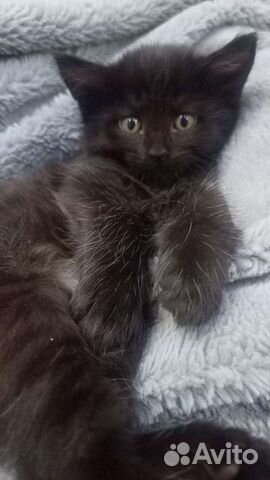 Котята шоколадные полосатые