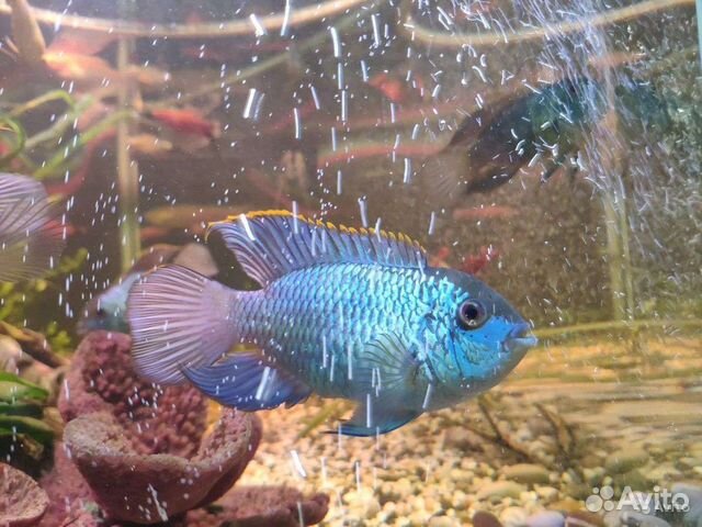 Наннакара самец