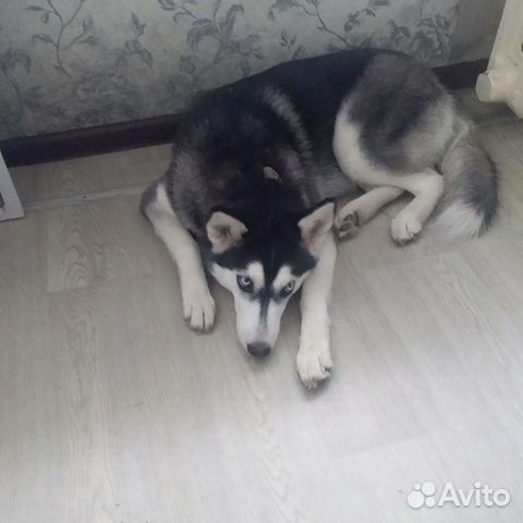Сибирский хаски