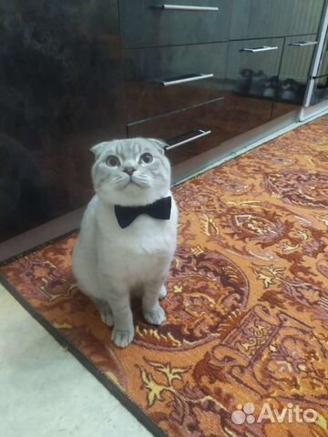 Шотландский кот вязка