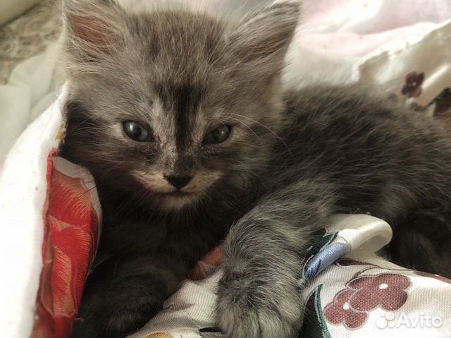 Кошка