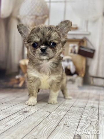 Чихуахуа, супер девочка