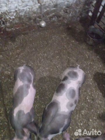 Поросята пьетрен