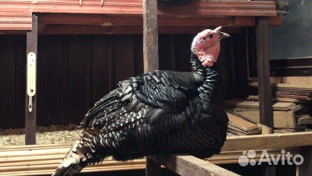 Индюк Бронзовый Северокавказский