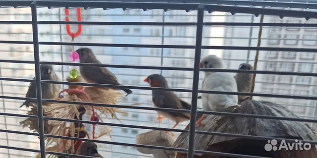 Амадины (возраст:1месяц)