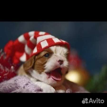 Кавалеры от питомника