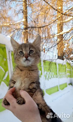 Котик чаузи ф1
